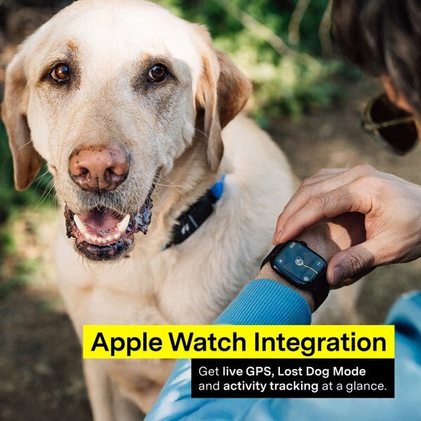 FI Series 3+ Smart Dog Collar, Yellow, Large - Chewy.com