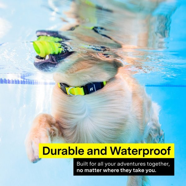 FI Series 3+ Smart Dog Collar, Yellow, Large - Chewy.com