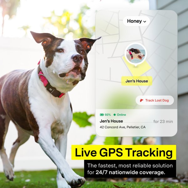 FI Series 3+ Smart Dog Collar, Gray, Small - Chewy.com