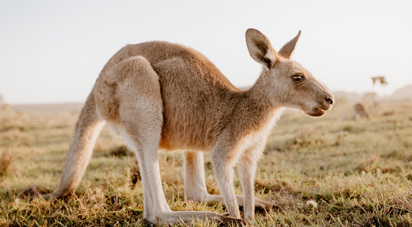 ADDICTION Grain-Free Wild Kangaroo & Apples Limited Ingredient Allergy ...