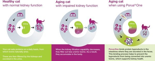 PORUS ONE Kidney Powder Supplement for Cats, 30 count - Chewy.com