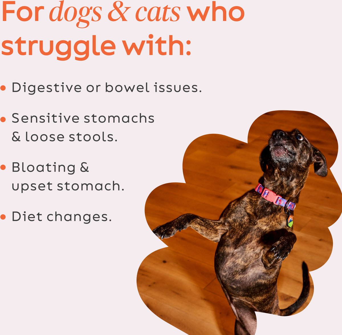 DIGGIN' YOUR DOG Firm Up! Pumpkin Digestive Aid Powder Supplement for ...