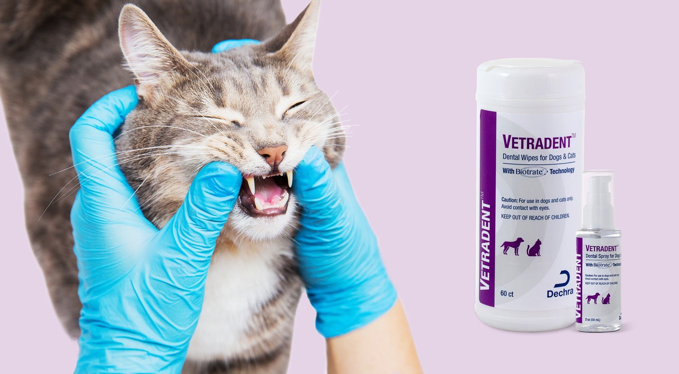 VETRADENT Dog & Cat Dental Water Additive, 17-fl oz bottle - Chewy.com