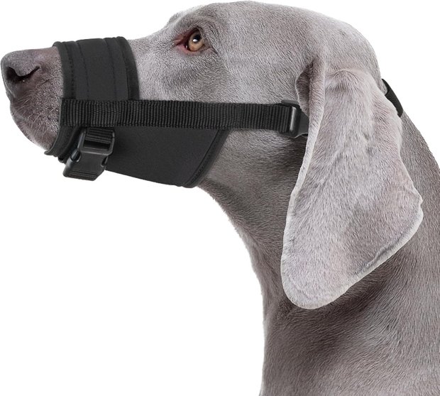 Dog Muzzles - Free shipping | Chewy
