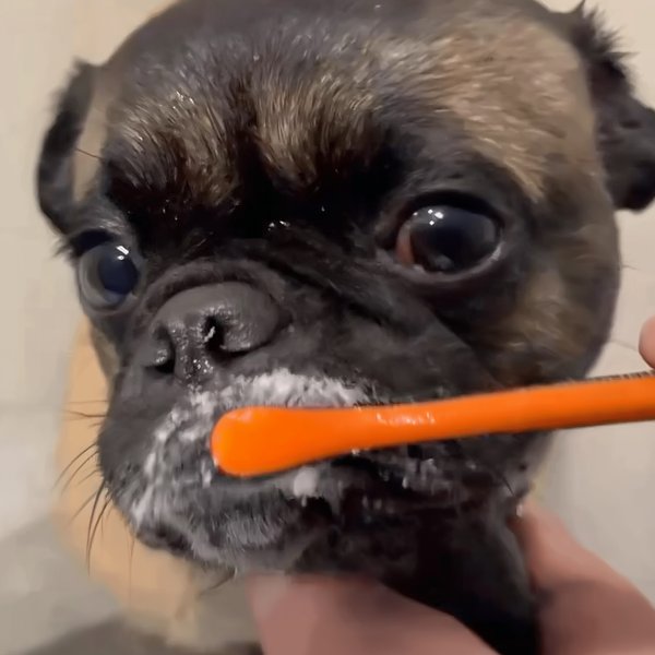 PAW READY Bacon Cheese Flavor Enzymatic Dog Toothpaste, 70-g tube ...