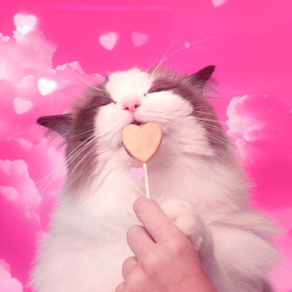 BONKERS Purr Pops Grain-Free Chicky Licks Freeze-Dried Cat Treats, 5.6 ...