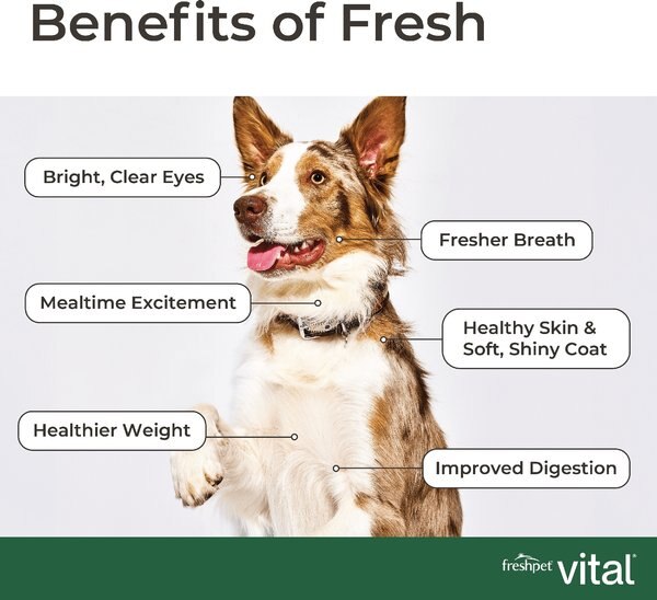 FRESHPET Vital Healthy & Natural Large Breed Fresh Dog Food, 5-lb bag ...
