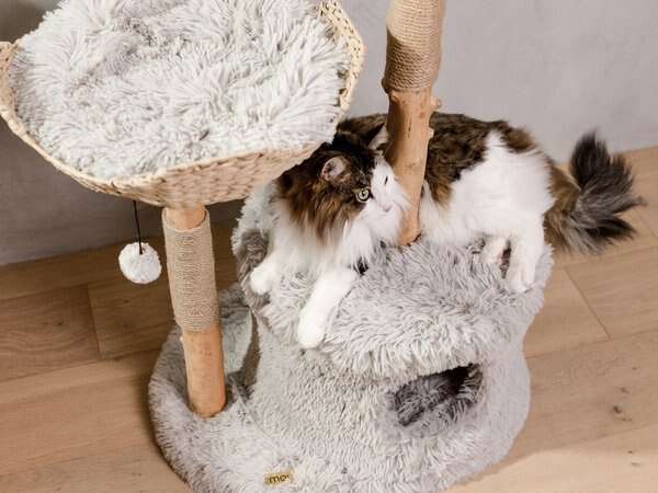MAU Cento 46-in Modern Wooden Cat Tree & Condo, Gray - Chewy.com
