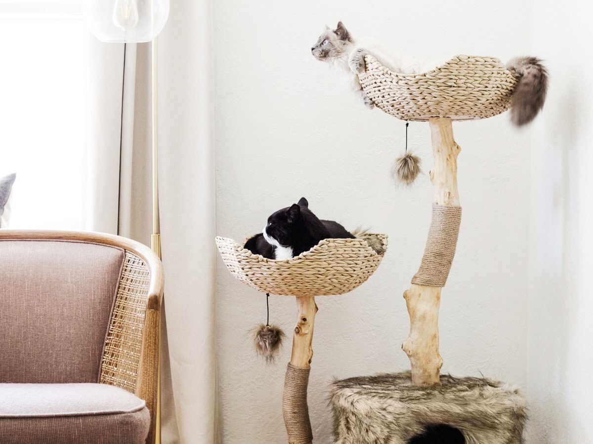 MAU Cento 46-in Modern Wooden Cat Tree & Condo, Brown - Chewy.com