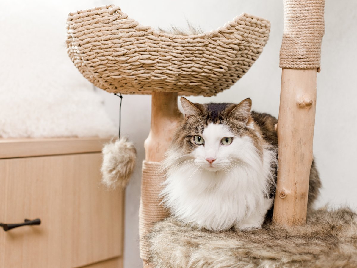 MAU Cento 46-in Modern Wooden Cat Tree & Condo, Brown - Chewy.com
