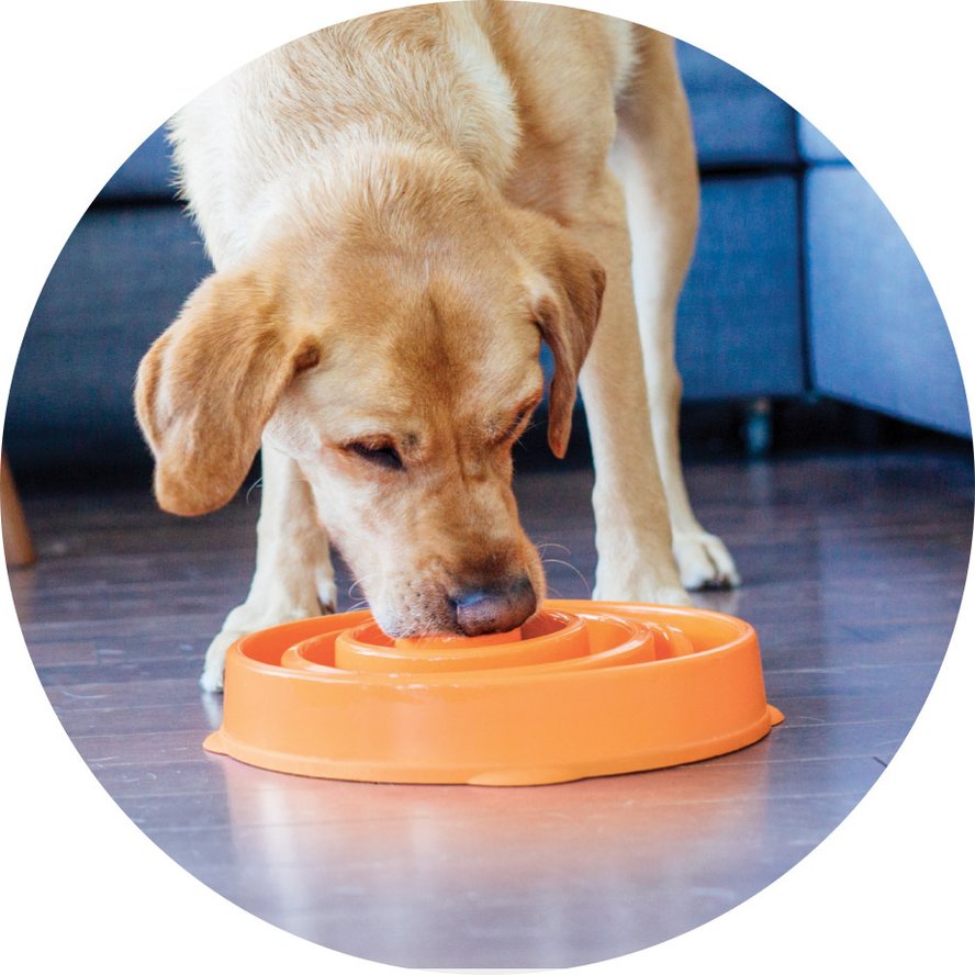 Outward Hound - Free shipping | Chewy