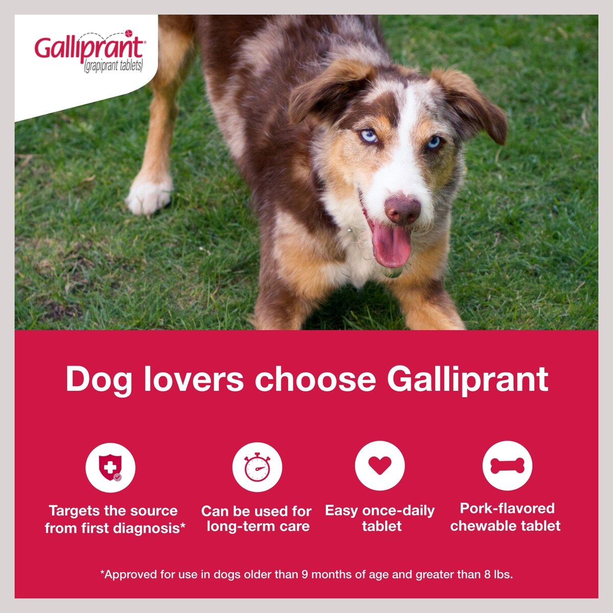 GALLIPRANT (grapiprant) Tablets for Dogs, 100-mg - Easy Refills | Chewy Rx