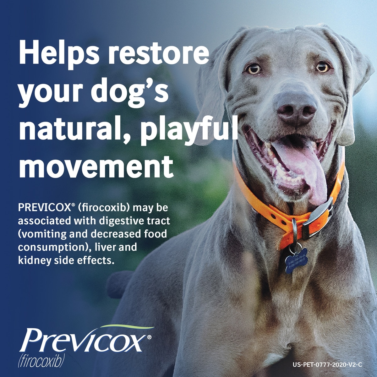 PREVICOX (Firocoxib) Chewable Tablets for Dogs, , 227-mg - Easy Refills ...