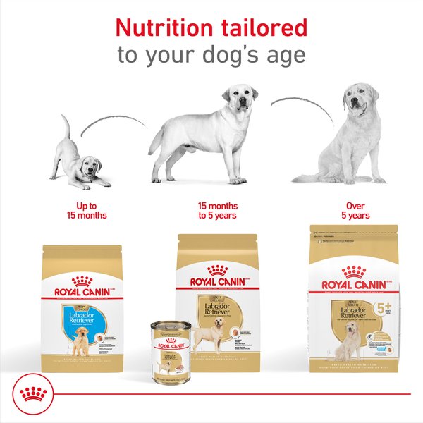 ROYAL CANIN Breed Health Nutrition Labrador Retriever Loaf Pate Adult ...