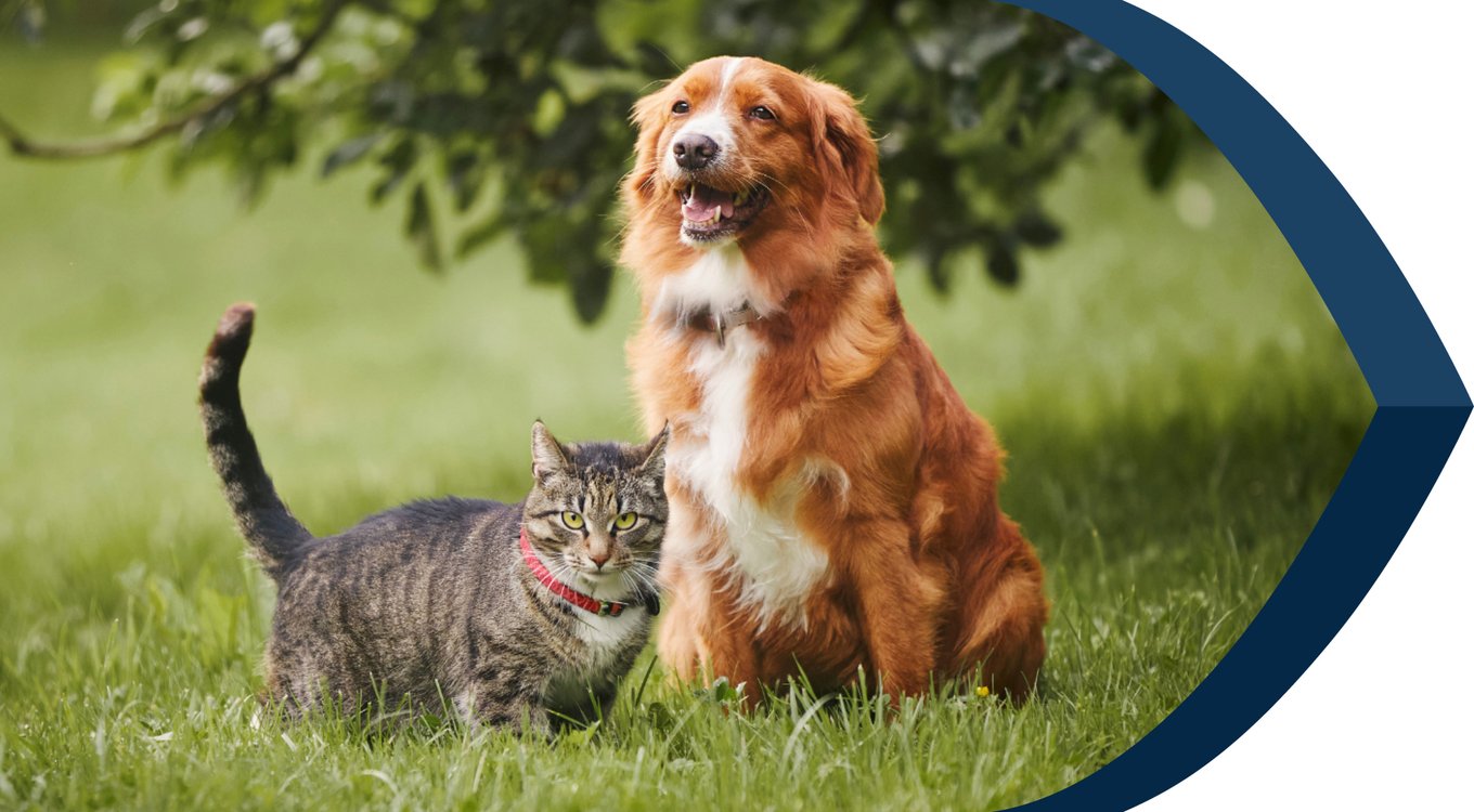 New Version Available - Free Form Snip Tips Fatty Acid Capsules for ...