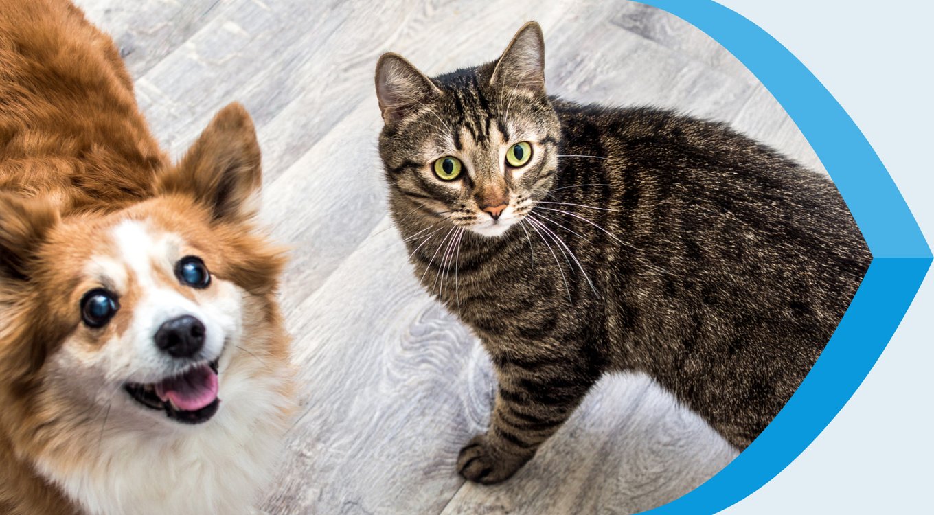 New Version Available - Free Form Snip Tips Fatty Acid Capsules for ...