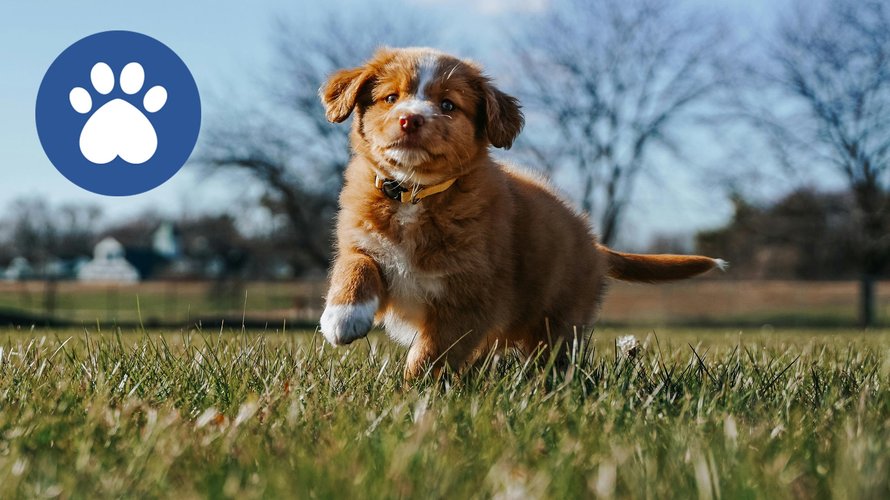 Revolution - Free shipping | Chewy