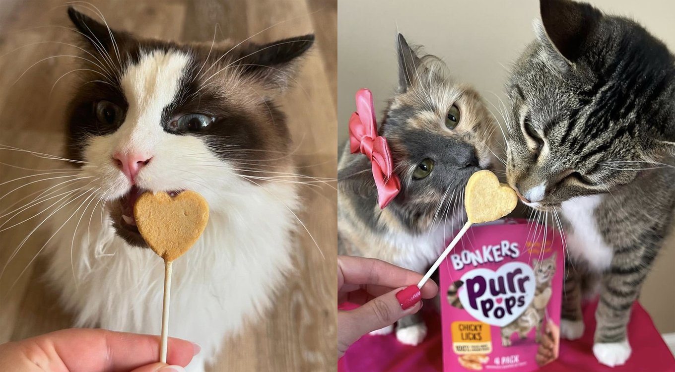BONKERS Purr Pops Lip Smackin' Grain-Free Salmon & Tuna Freeze-Dried ...