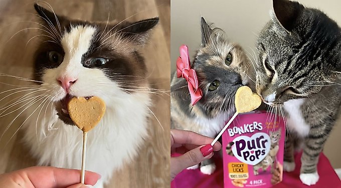 BONKERS Purr Pops Lip Smackin' Grain-Free Salmon & Tuna Freeze-Dried ...