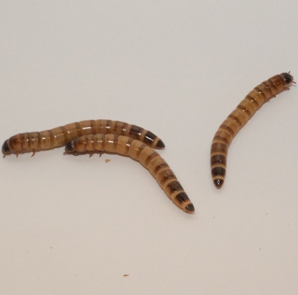 BUGCO Live Superworms Reptile Food, 50 count - Chewy.com