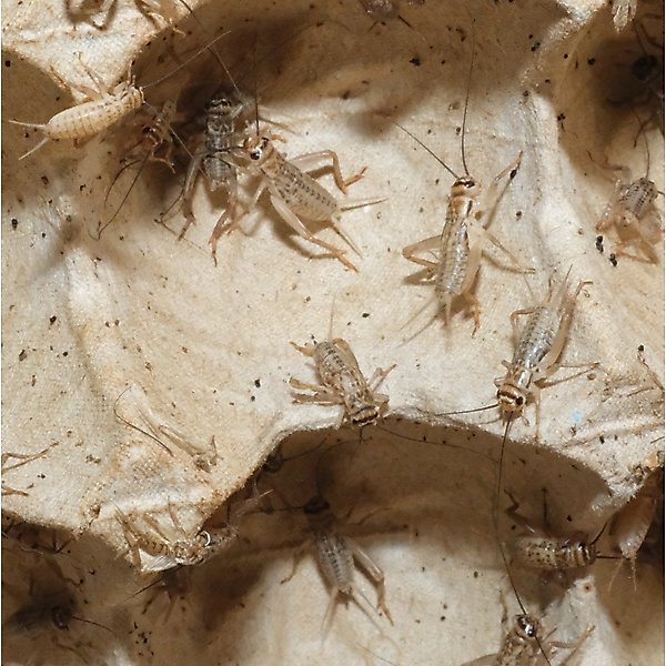 Out of Stock - JOSH'S FROGS Banded Crickets Live Feed Reptile Food ...