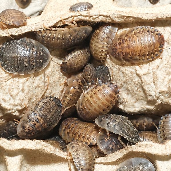 BUGCO Live Dubia Roach Reptile Food, Large, 25 count - Chewy.com