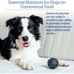 RX VITAMINS Rx Essentials Powder Multivitamin for Dogs, 8-oz bottle ...