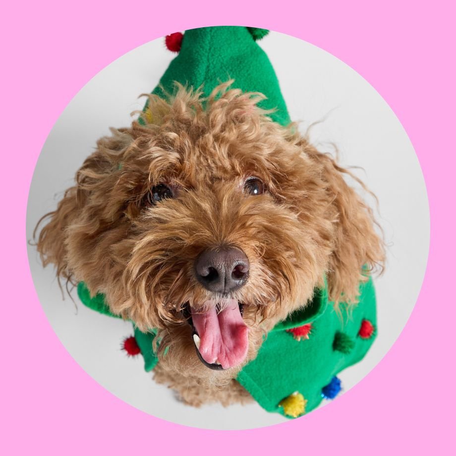 Pet Supplies and Food | 35% Off Autoship + Low Prices | Chewy