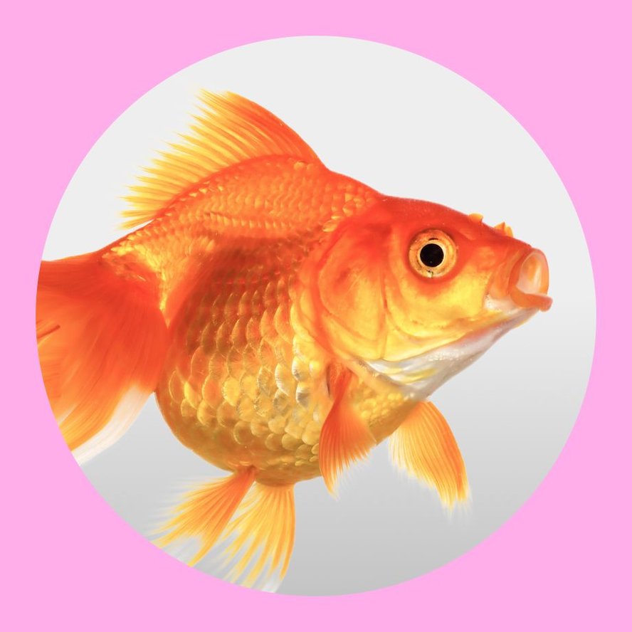 Pet Supplies and Food | 35% Off Autoship + Low Prices | Chewy