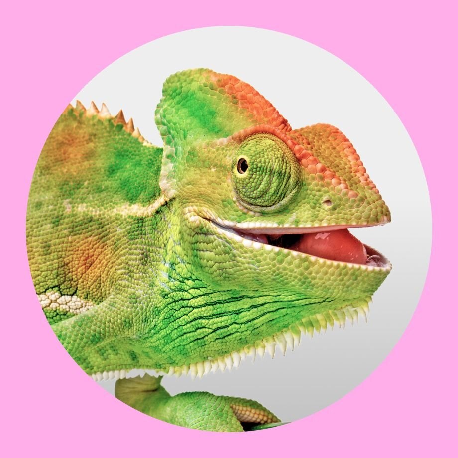 Pet Supplies and Food | 35% Off Autoship + Low Prices | Chewy