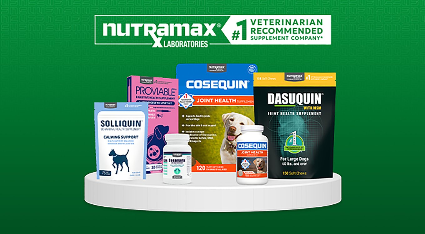 NUTRAMAX Proviable Probiotics Daily Digestive Health Chewable Tablet ...