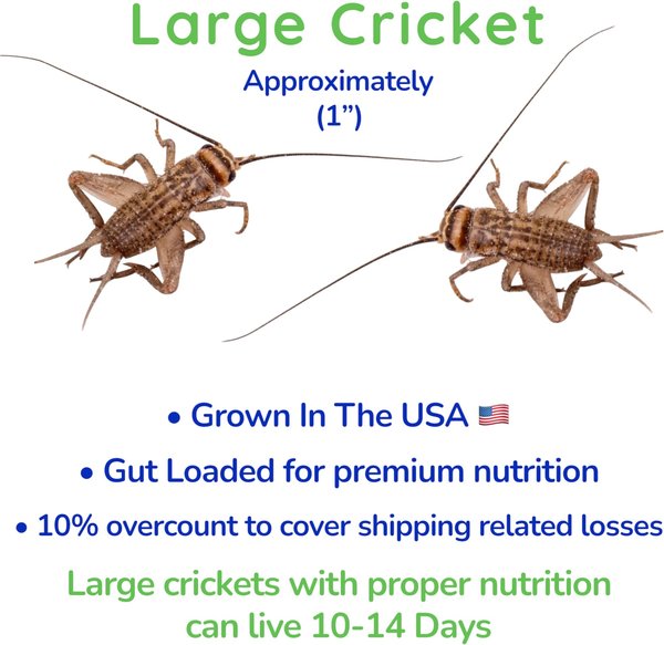 FEEDER INSECTS Live Crickets Reptile Food, Large, 60 count - Chewy.com