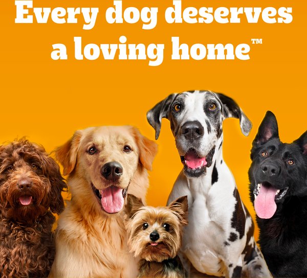 PEDIGREE Mini Marrobone Real Beef Flavor Biscuit Dog Treats, 15-oz bag ...