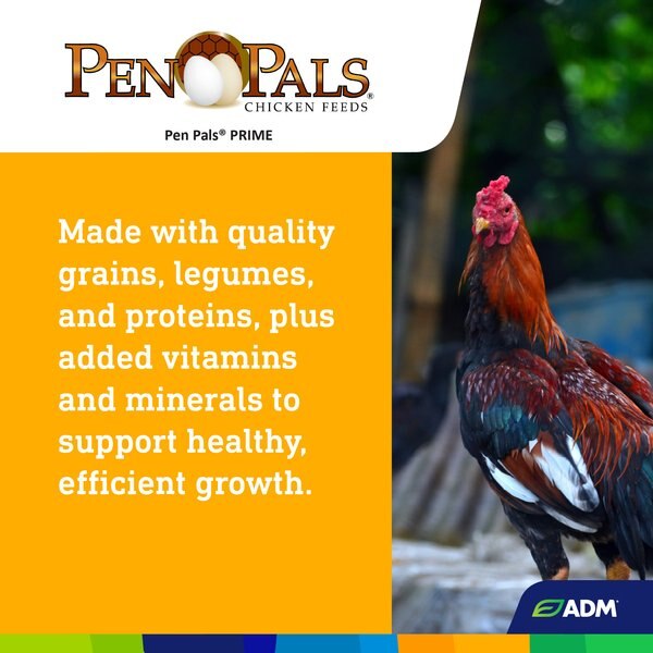 Out of Stock - ADM Pen Pals Prime Chicken Feed, 50-lb bag - Chewy.com