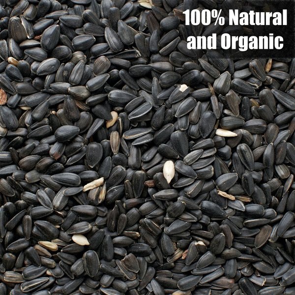 OLD POTTERS CO. Black Oil Sunflower Seeds Wild Bird Food, 12-lb bag ...