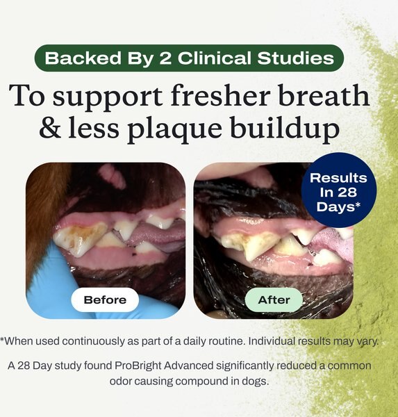 PETLAB CO. ProBright Advanced Chicken Flavored Powder Dental Supplement ...