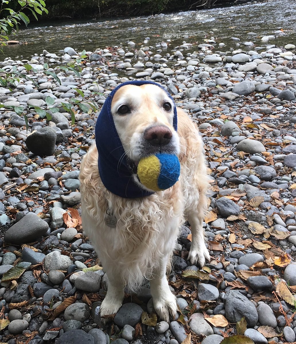HAPPY HOODIE Calming Cap for Dogs, Navy Blue, X-Large - Chewy.com