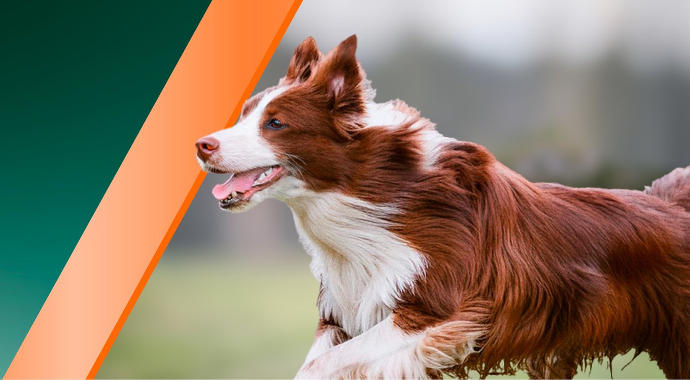 VETRISCIENCE Vetri Disc Capsules Joint Supplement for Dogs, 180 count ...