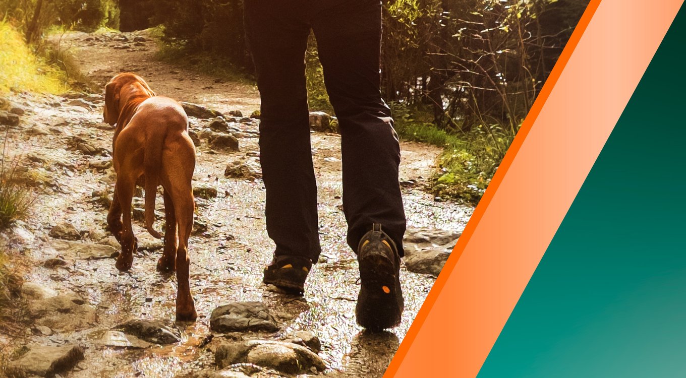 VETRISCIENCE Vetri Disc Capsules Joint Supplement for Dogs, 180 count ...