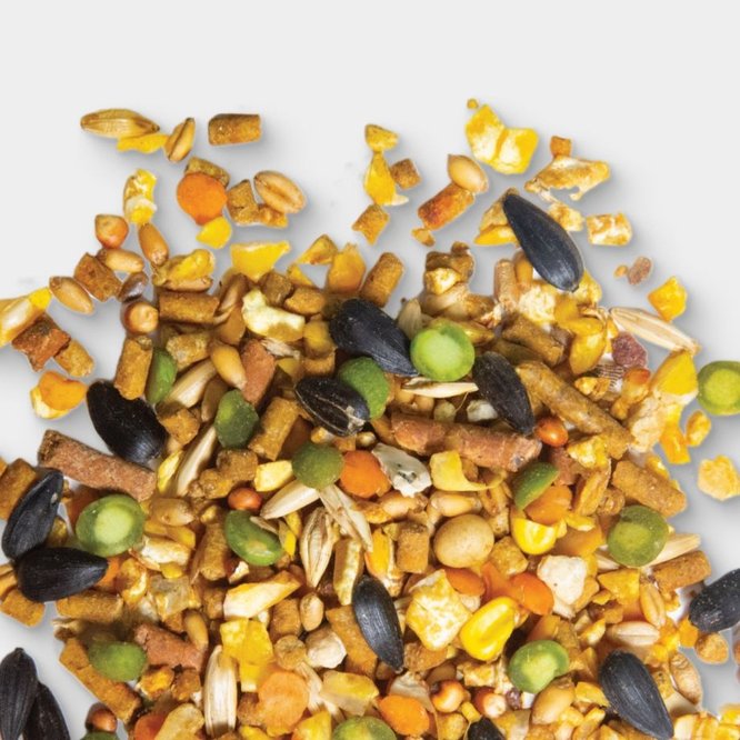 Chicken Feed | Chewy