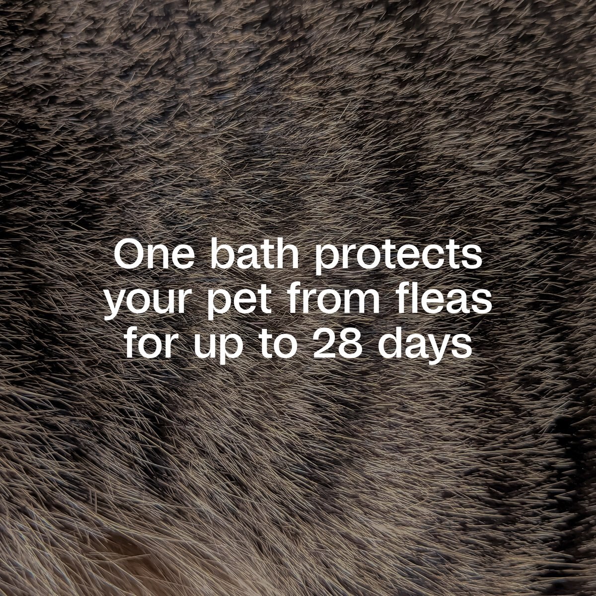 ADAMS Plus Flea & Tick Shampoo Sensitive Skin for Cats & Dogs, 6-fl oz ...