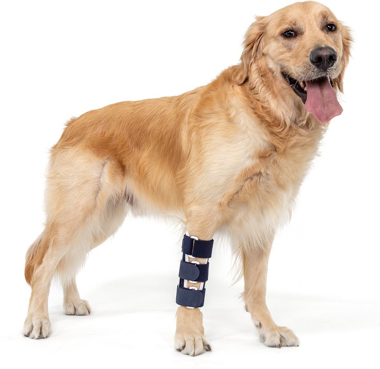 Dog Braces & Splits - Free shipping | Chewy