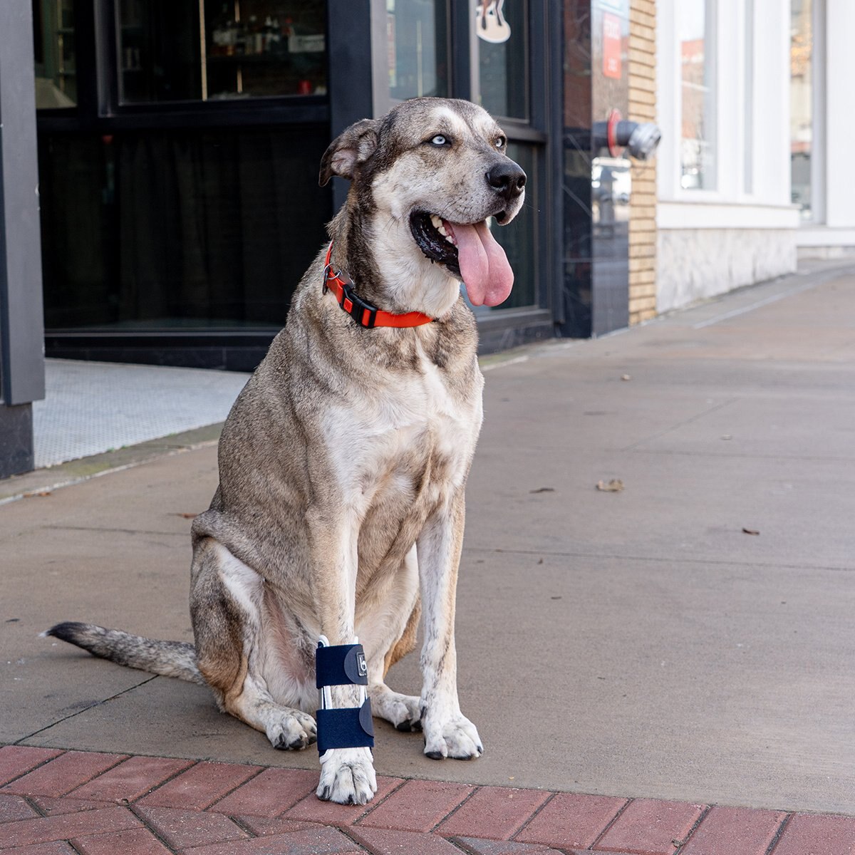 BALTO Joint Carpal Dog Compression Band, X-Small - Chewy.com