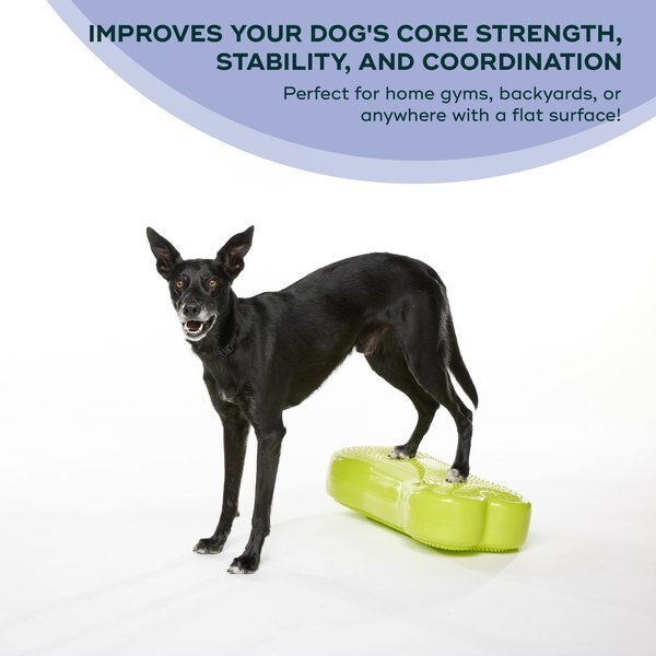 FITPAWS K9FITbone Dog Training Regular Balancing Bone, Green - Chewy.com