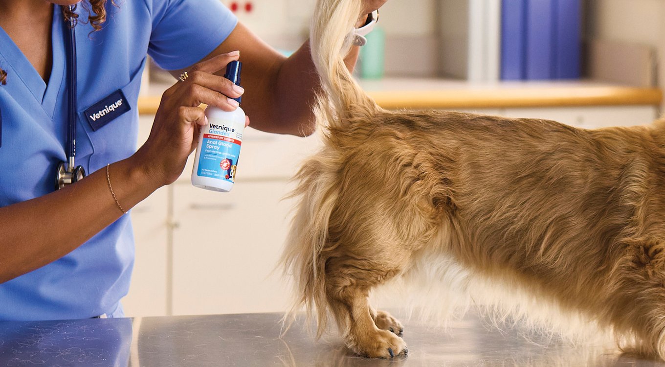 VETNIQUE LABS Glandex Medicated Anal Gland Fast Acting in Pain ...