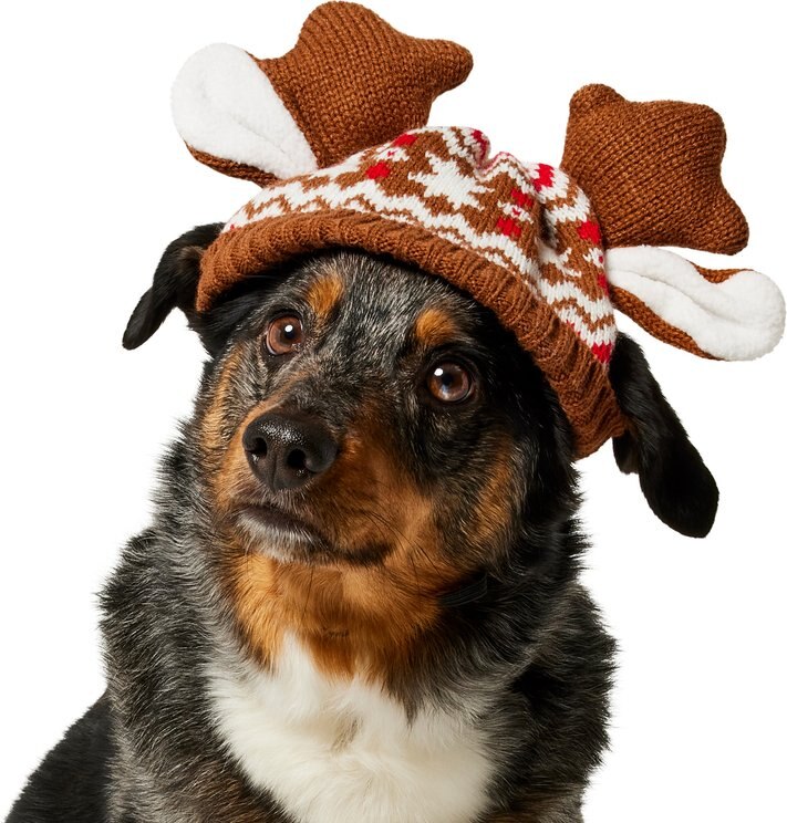 Dog Hats: Birthday Hats, Winter Hats & More (Free Shipping) | Chewy