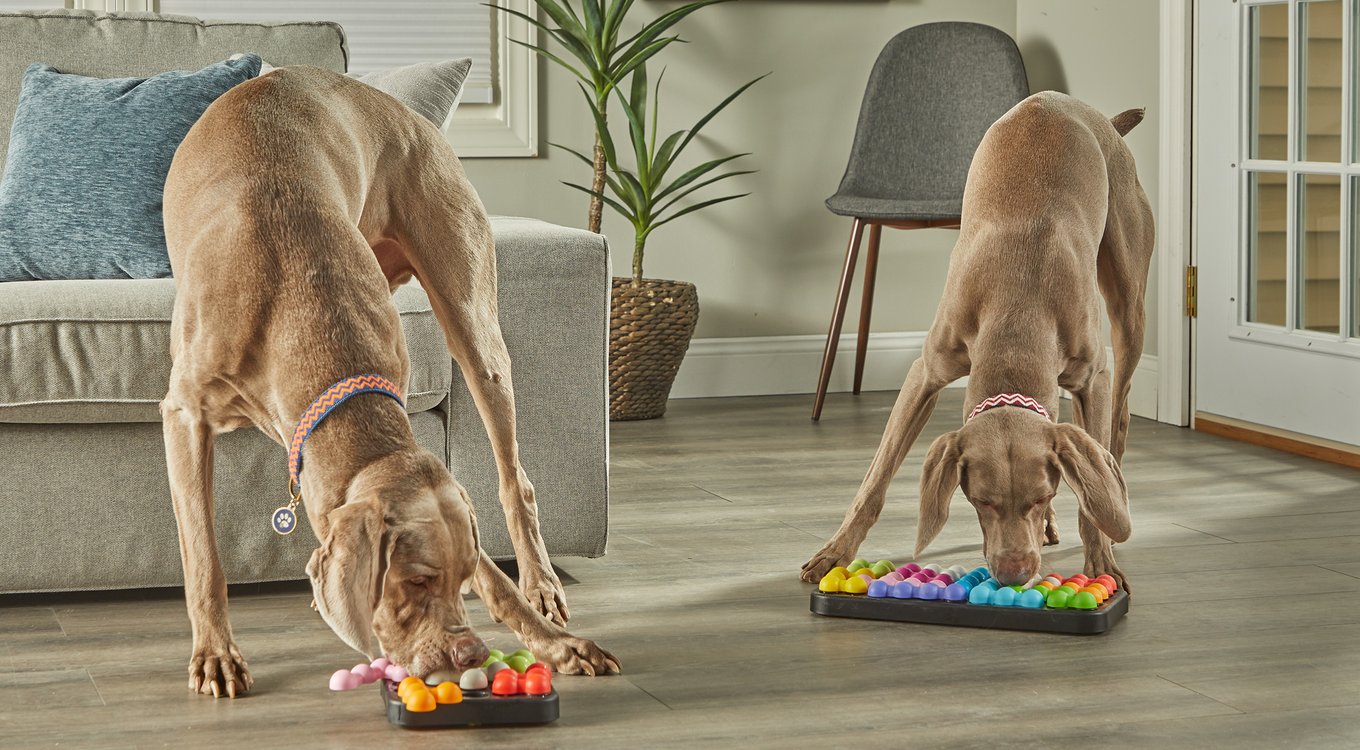 BRIGHTKINS Kanoodle Puzzle Dog Toy, Large - Chewy.com