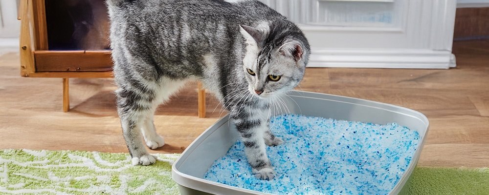 Cat Litter: Best Cat Litter & Kitty Litter Brands | Chewy