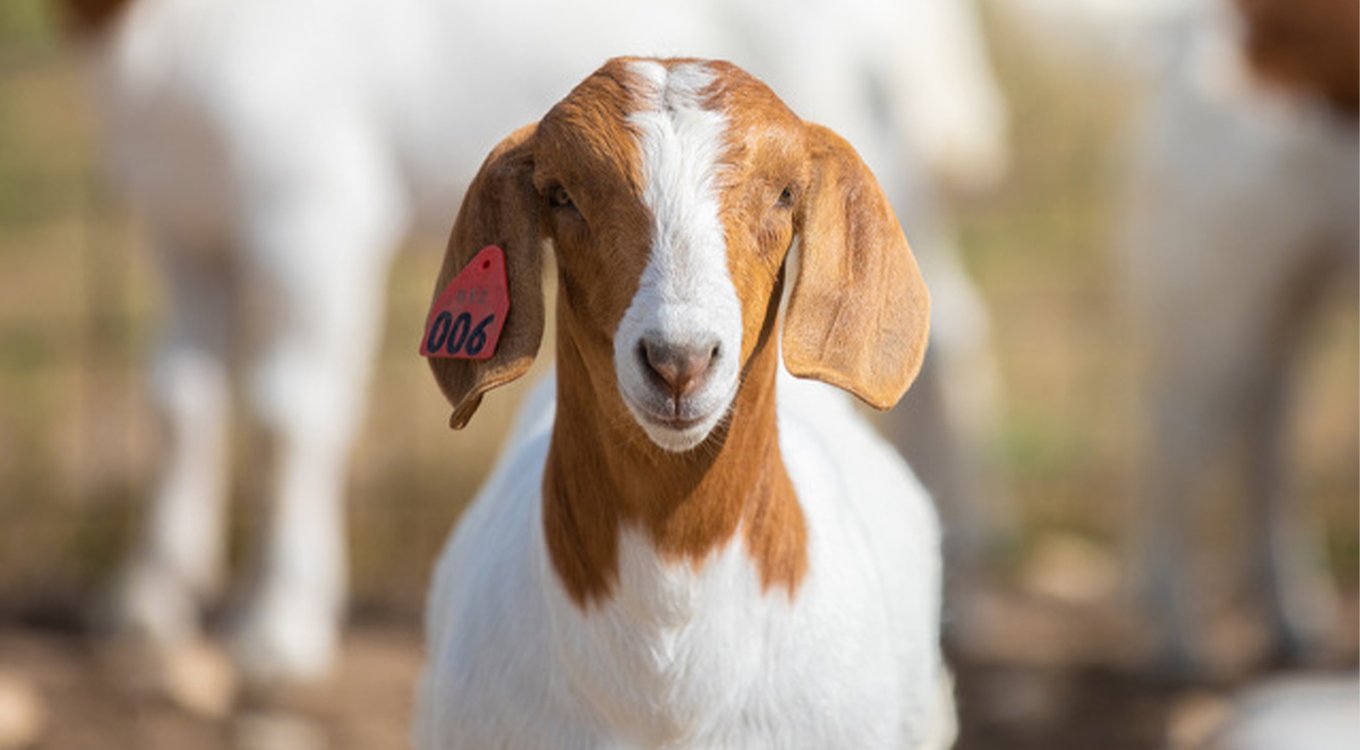 SAFE-GUARD Deworming Suspension for Goats, 125-mL bottle - Chewy.com