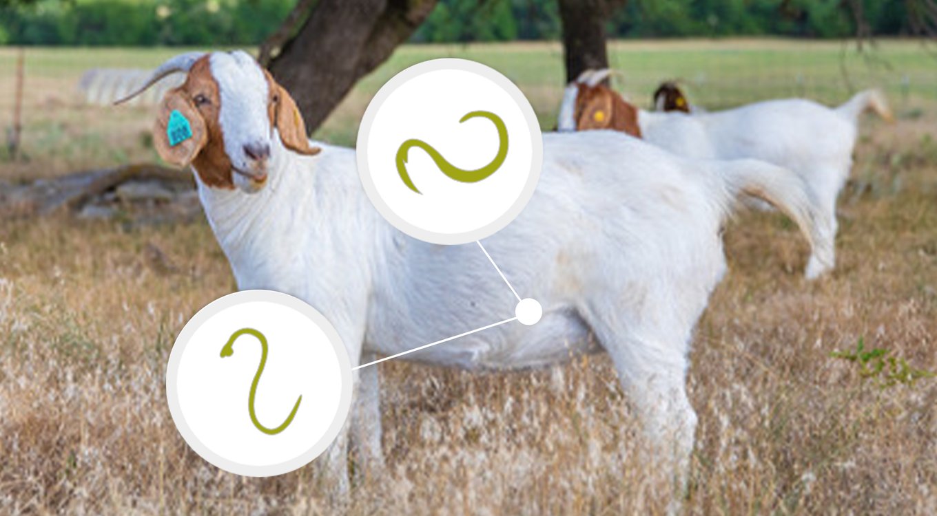 SAFE-GUARD Deworming Suspension for Goats, 125-mL bottle - Chewy.com